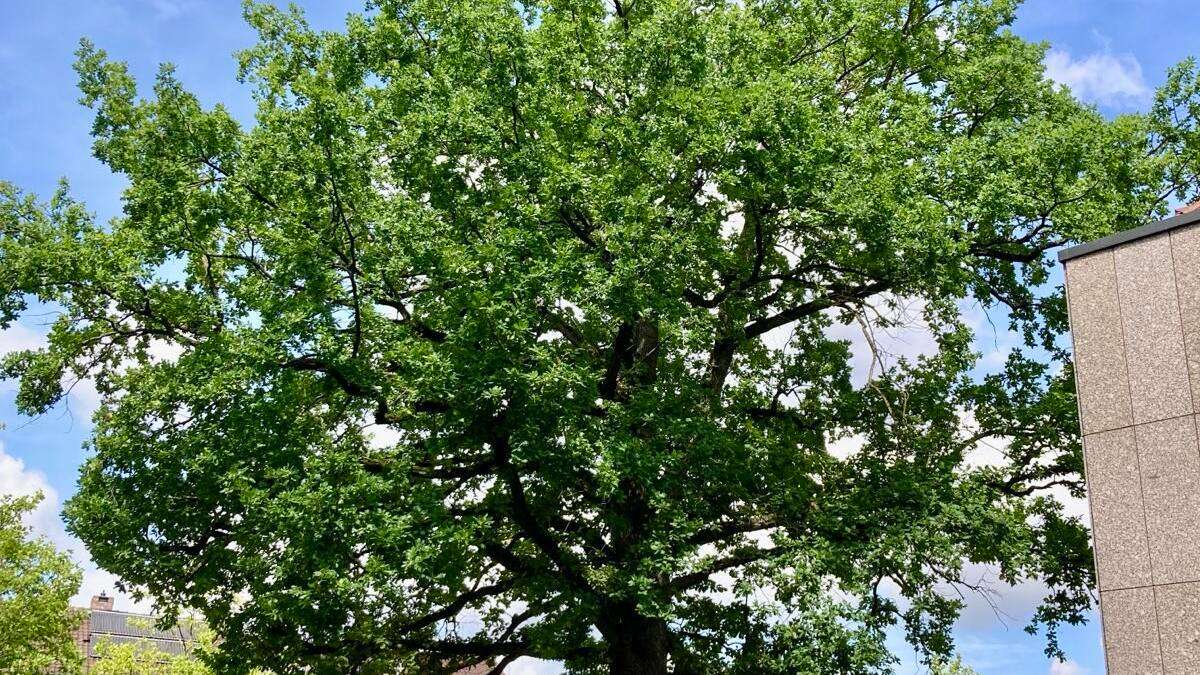 Marbach: Die Eiche bleibt - Marbach
