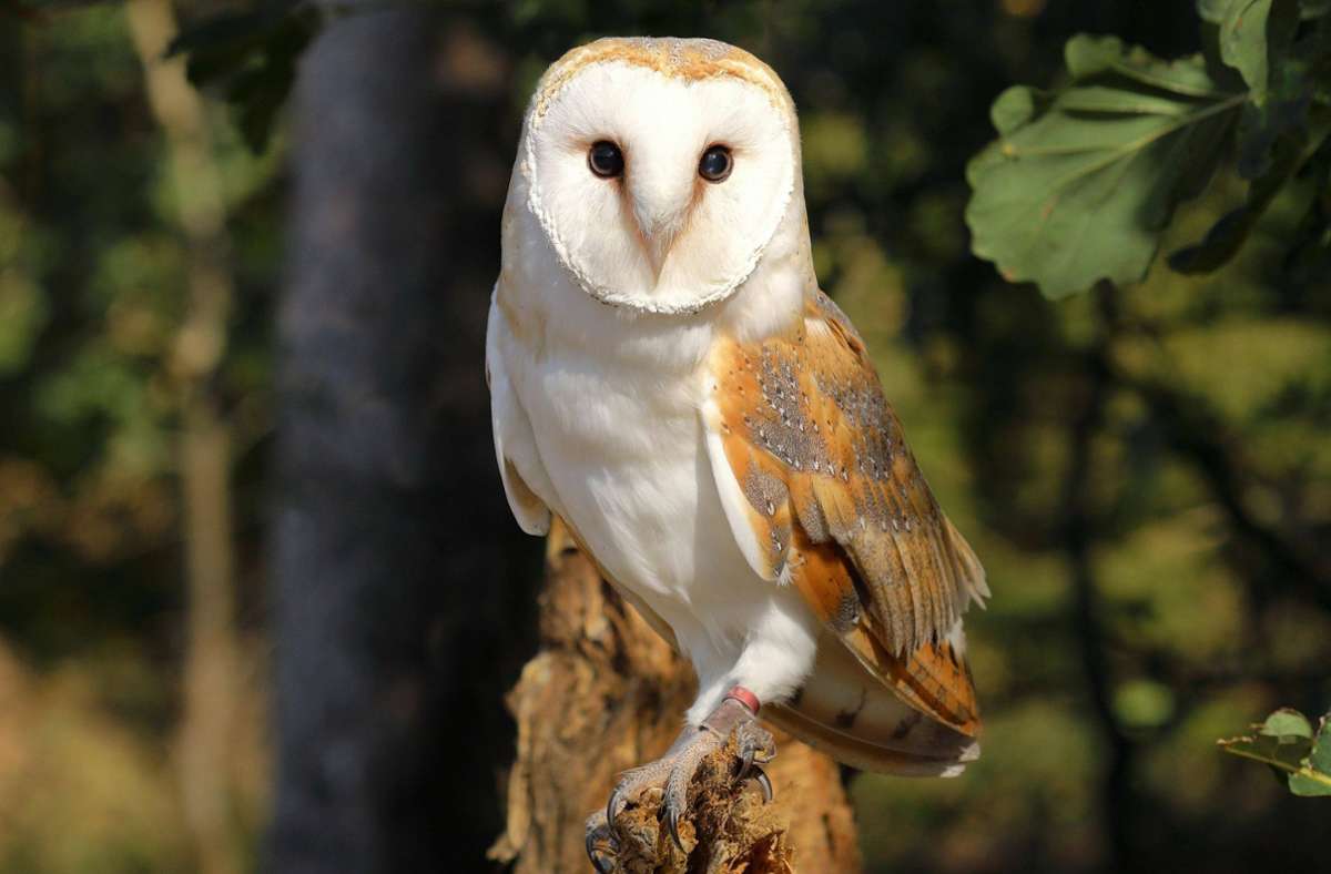 Fotograf in australischem Vogelpark: Keine Lust aufs Fotoshooting ...