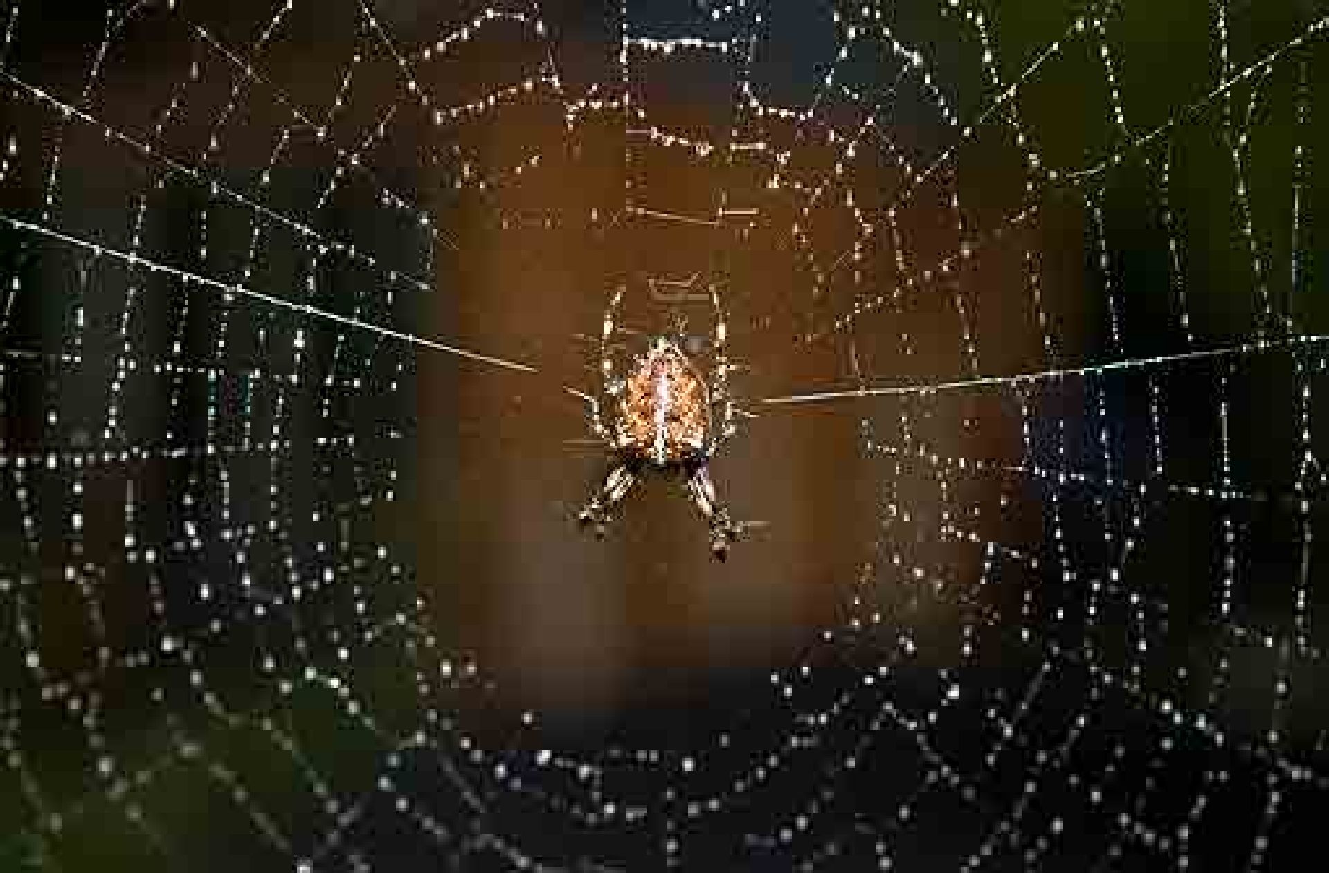 Spinnenseide: Stoff der Zukunft oder Spinnerei? - Wissen