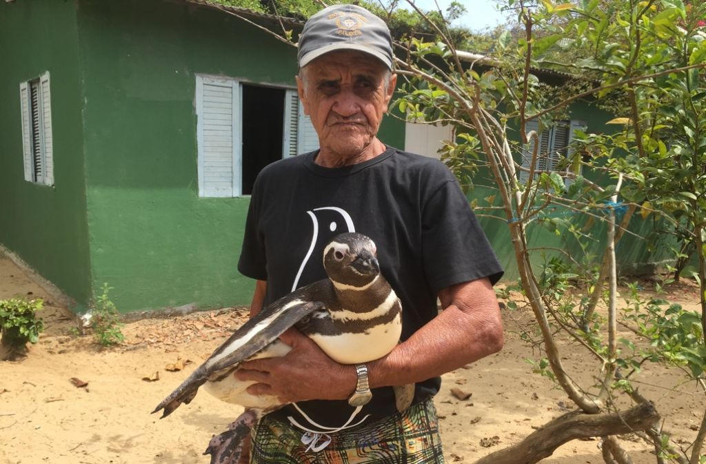 Die Geschichte vom treuesten Pinguin der Welt