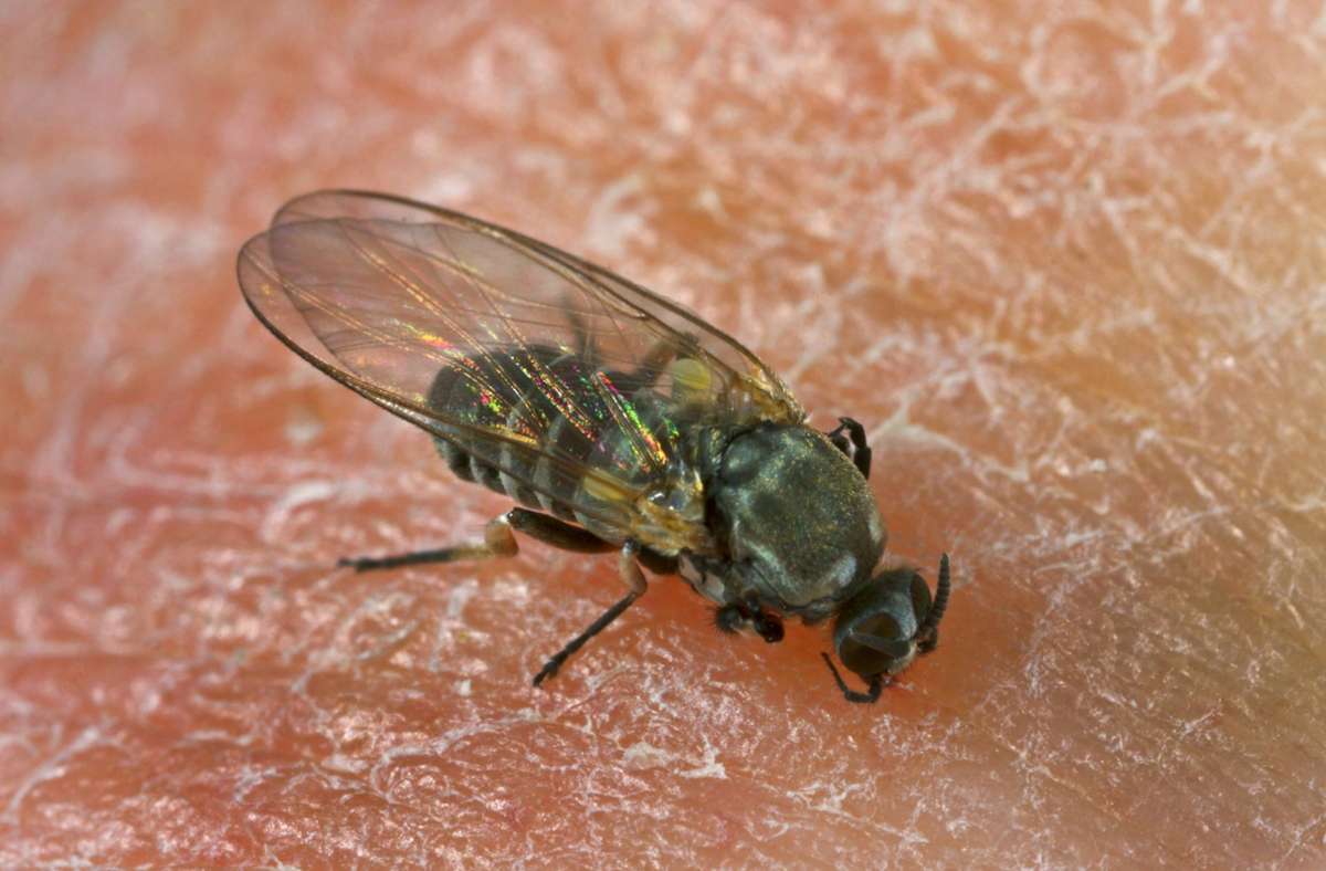 M ckenalarm Welche Arten Auf Uns Fliegen m-ckenalarm-welche-arten-auf-uns-fliegen