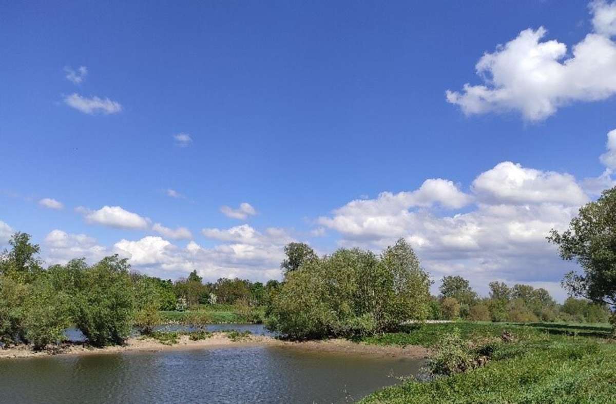 Buga 23 in Mannheim: Der Neckar wird für die Bundesgartenschau wieder ...