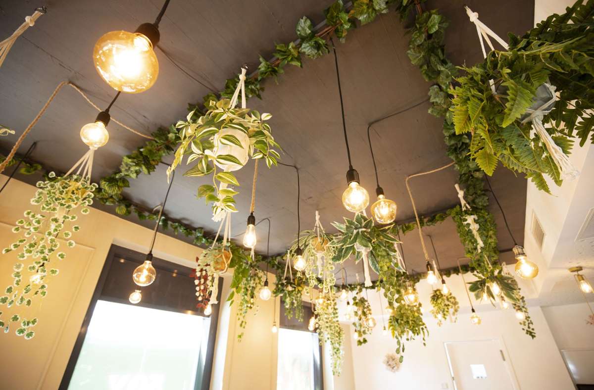 Pflanzen Decke Hangen